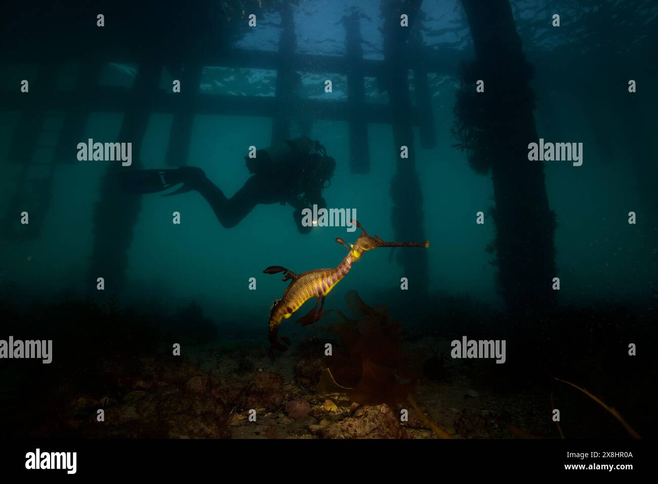 Weedy Seadragon being observed by a scuba diver under Flinders pier ... Weedy Seadragon being observed by a scuba diver under Flinders pier ...