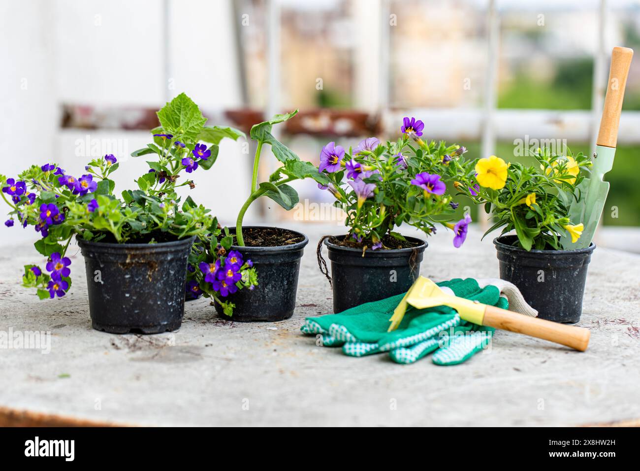 Several potted plants are arranged neatly on a table, adding greenery ...