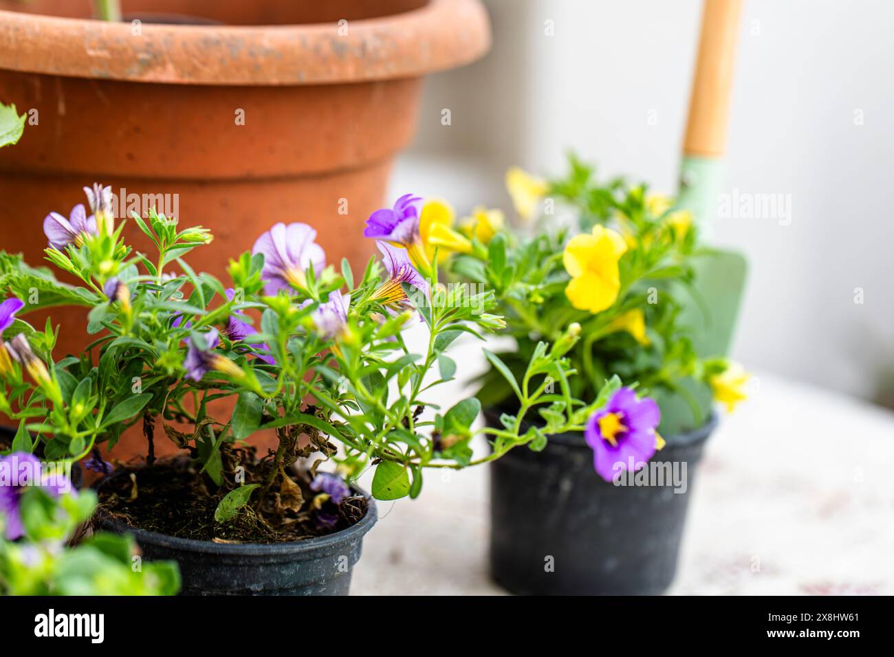 Two potted plants are placed on top of a table, with one plant slightly ...