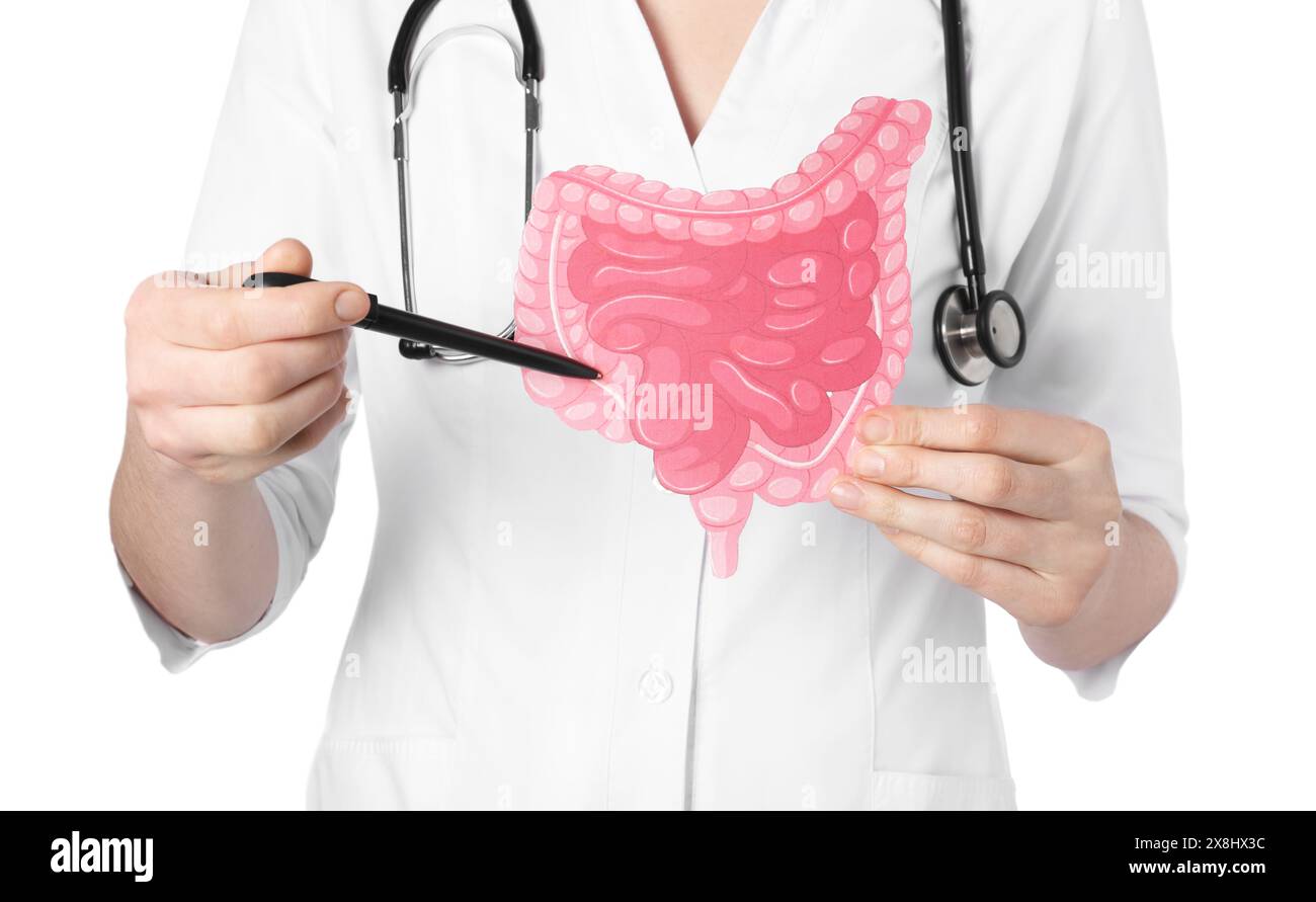 Doctor showing paper intestine cutout on white background, closeup ...