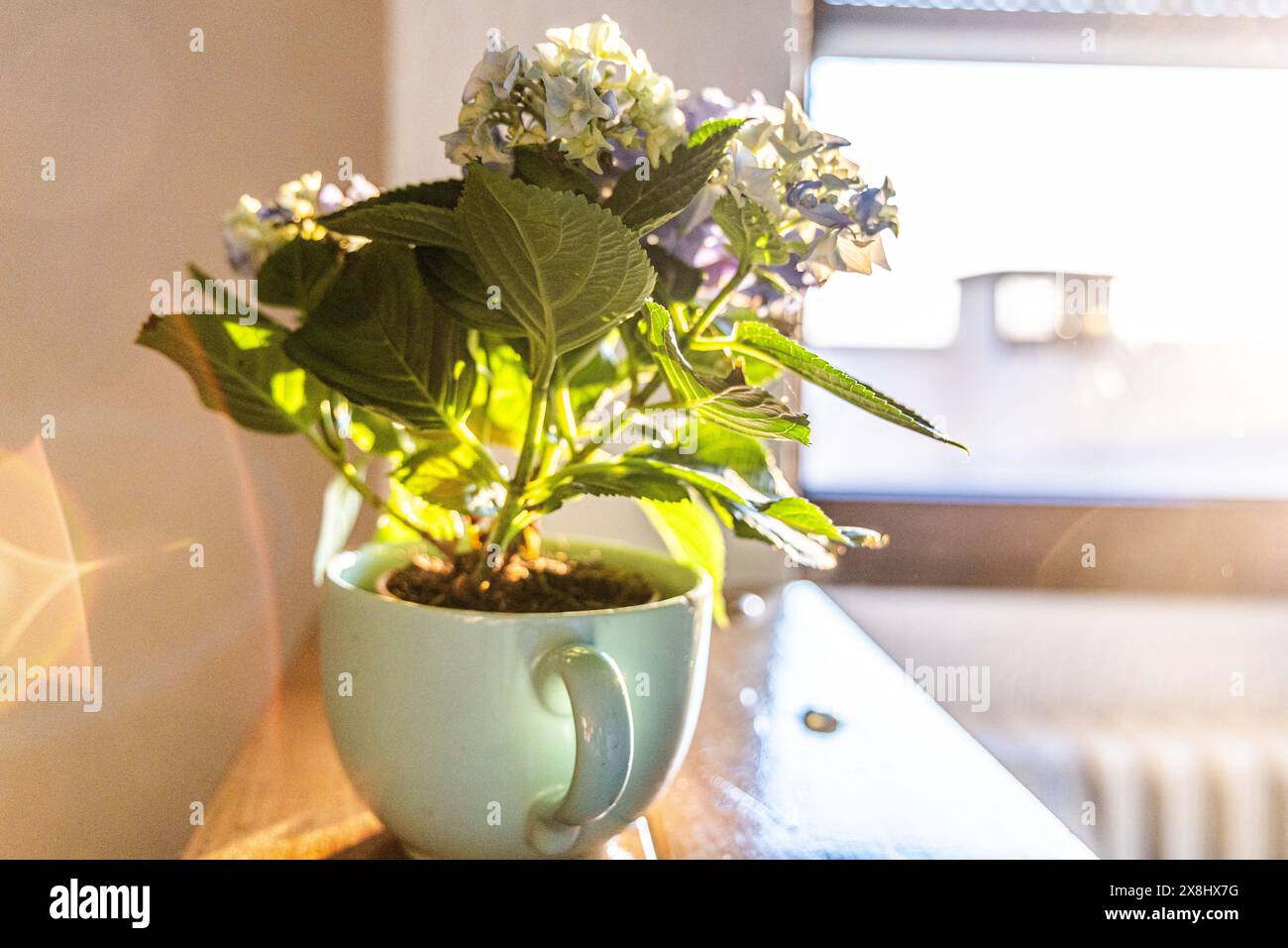 A potted plant placed neatly atop a rustic wooden table, creating a ...