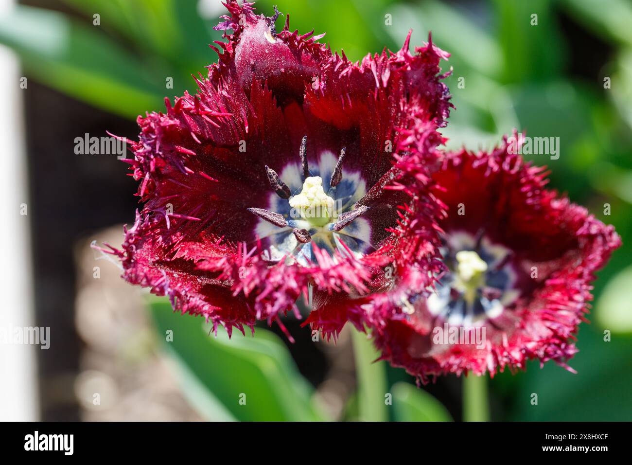 Tulip classification hi-res stock photography and images - Alamy