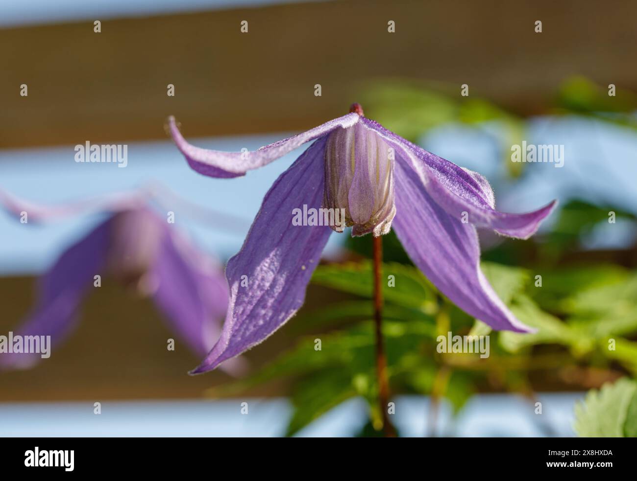 Pruning winter clematis hi-res stock photography and images - Alamy