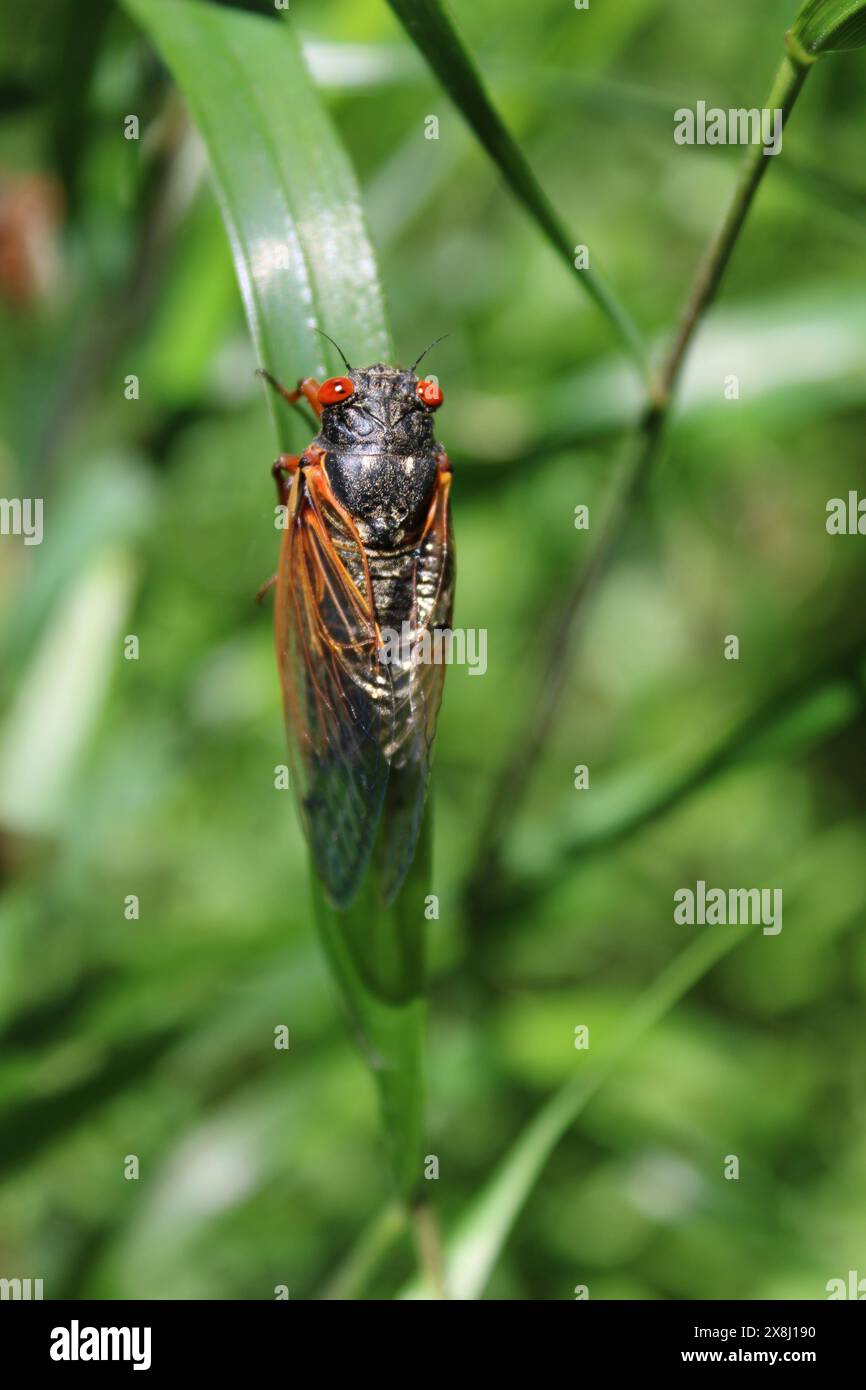 17-year cicada resting on a long green leaf in bright sun at Algonquin ...