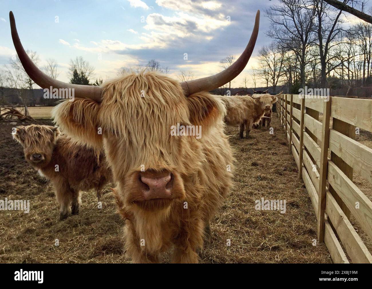 Township of bovine hi-res stock photography and images - Alamy