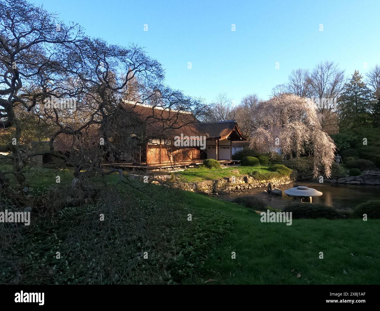 Flowering trees bloom at Shofuso, the Japanese house in Philadelphia's ...