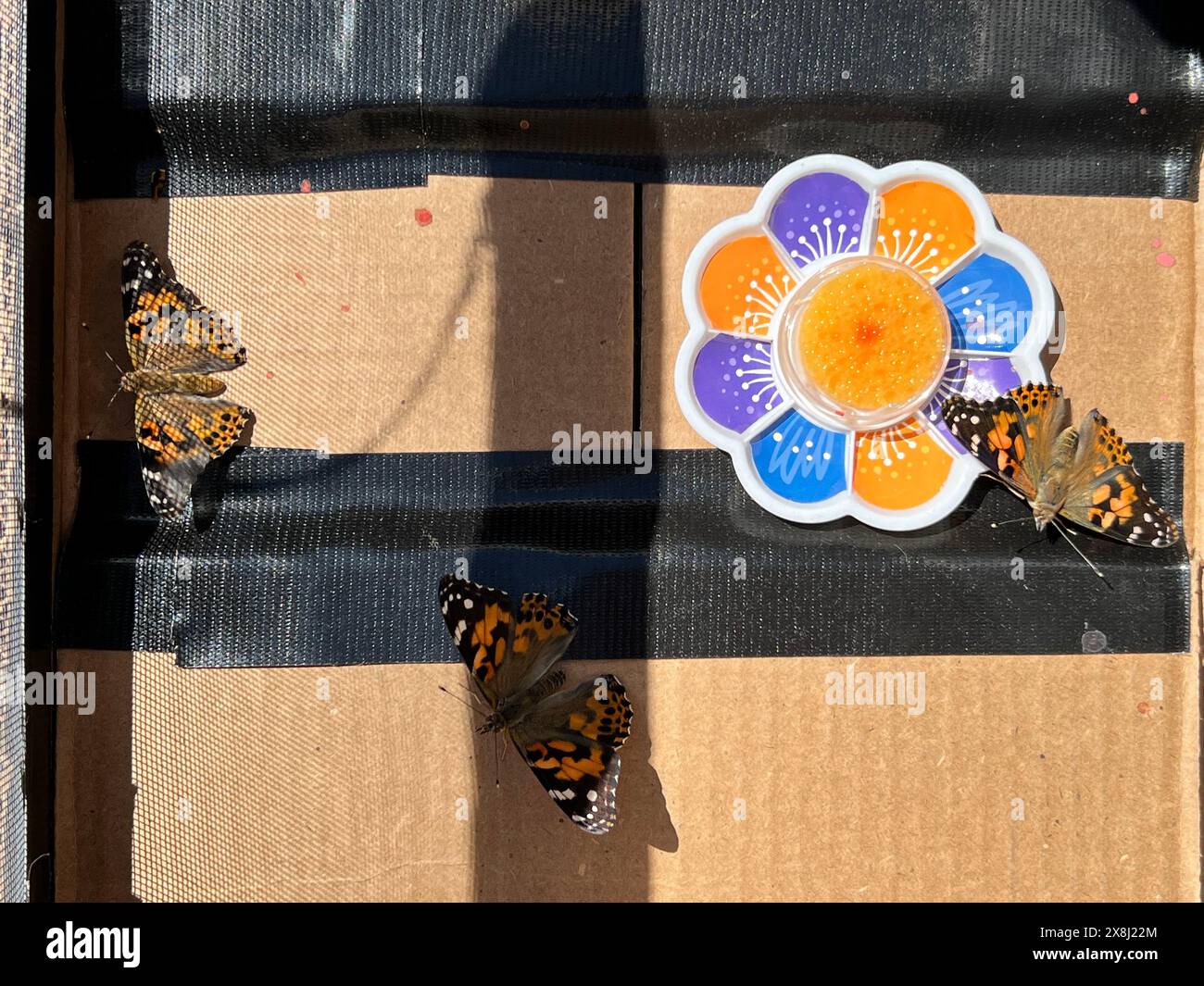 Two butterflies flutter hi-res stock photography and images - Alamy