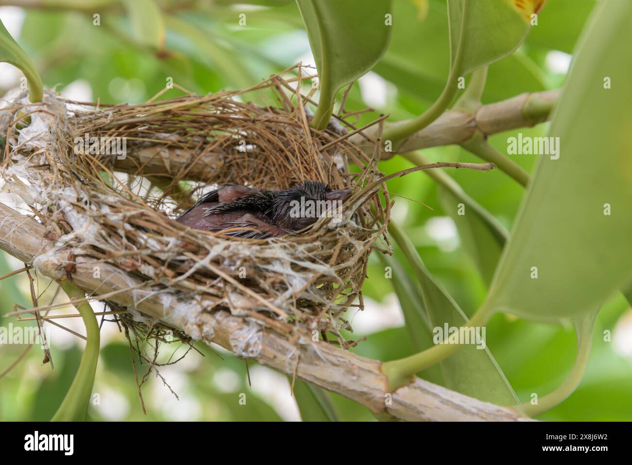 Birds nest on a branching tree with two baby birds Stock Photo - Alamy