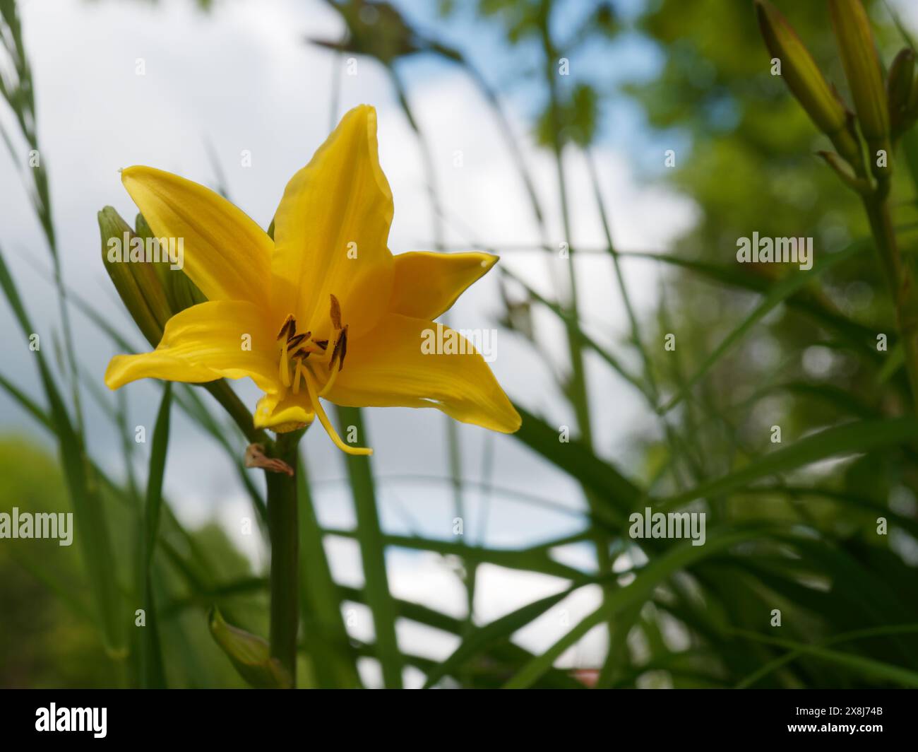 Yellow Daylily in bloom. Quebec,Canada Stock Photo - Alamy