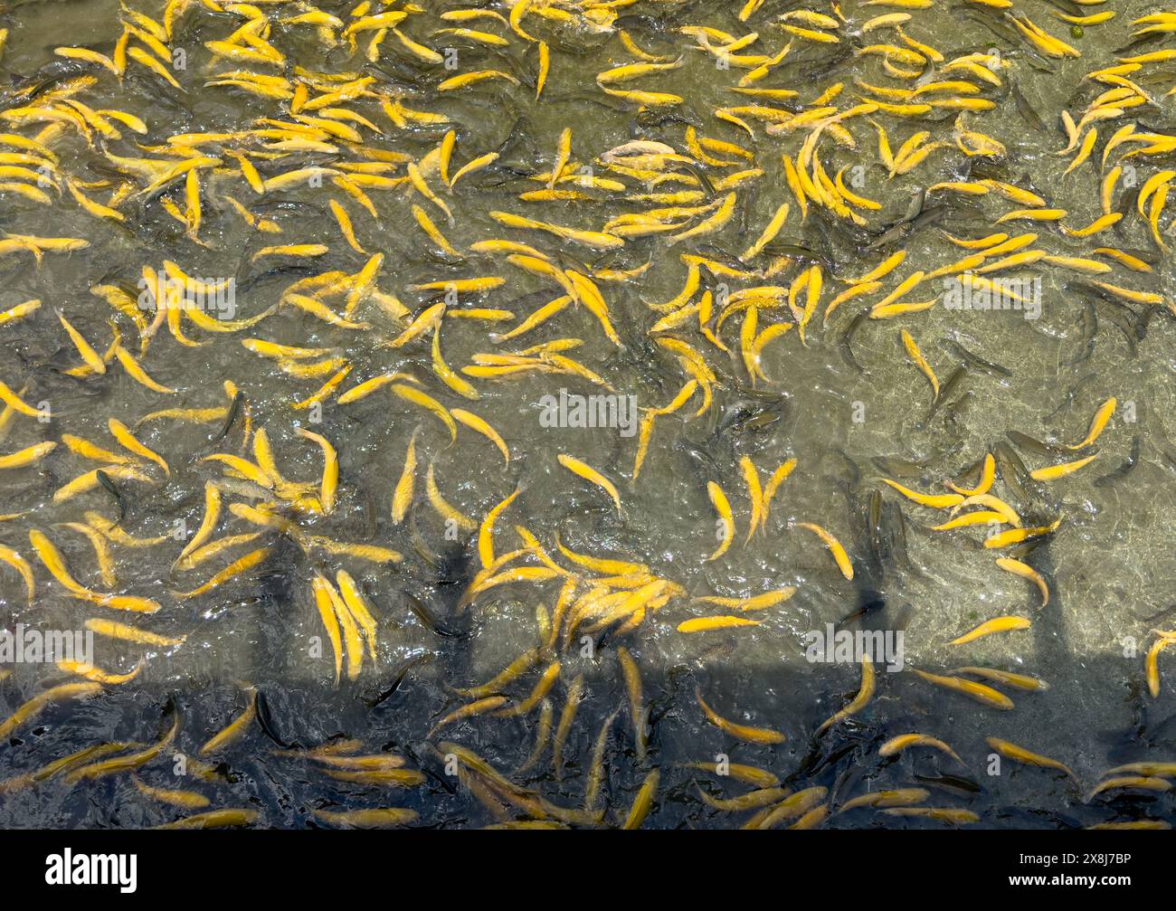 Fresh golden trout fishes in pond. Top view Stock Photo - Alamy