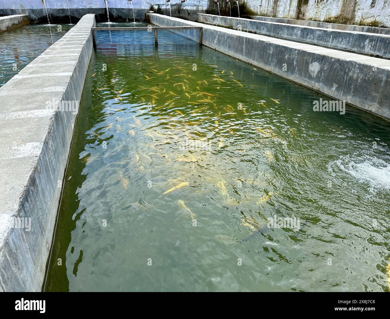 Countless trout fishes swimming in fish hatchery in swat, Pakistan ...