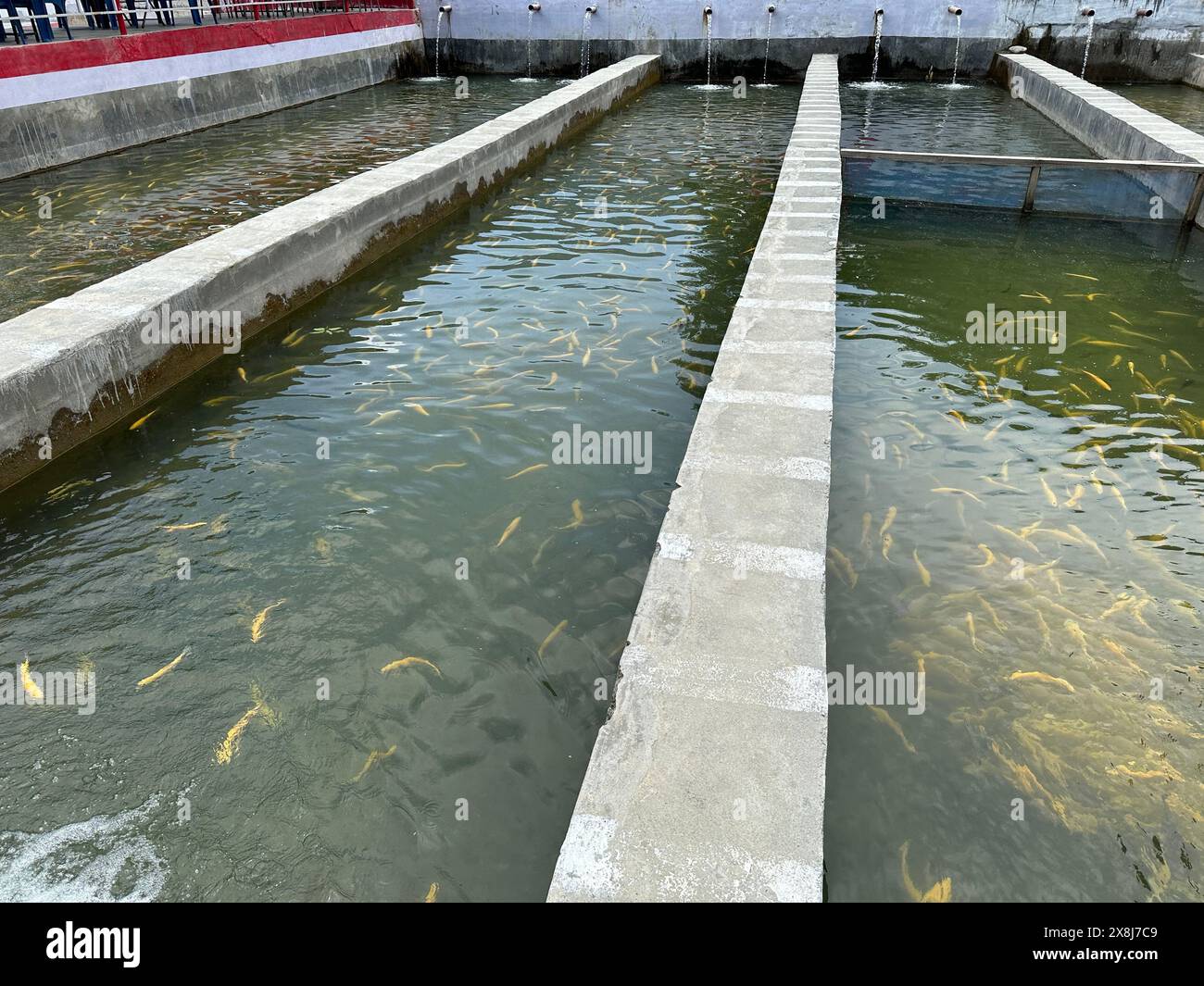 Breeding golden trout fish in hatchery in Madyan, Swat, Khyber ...