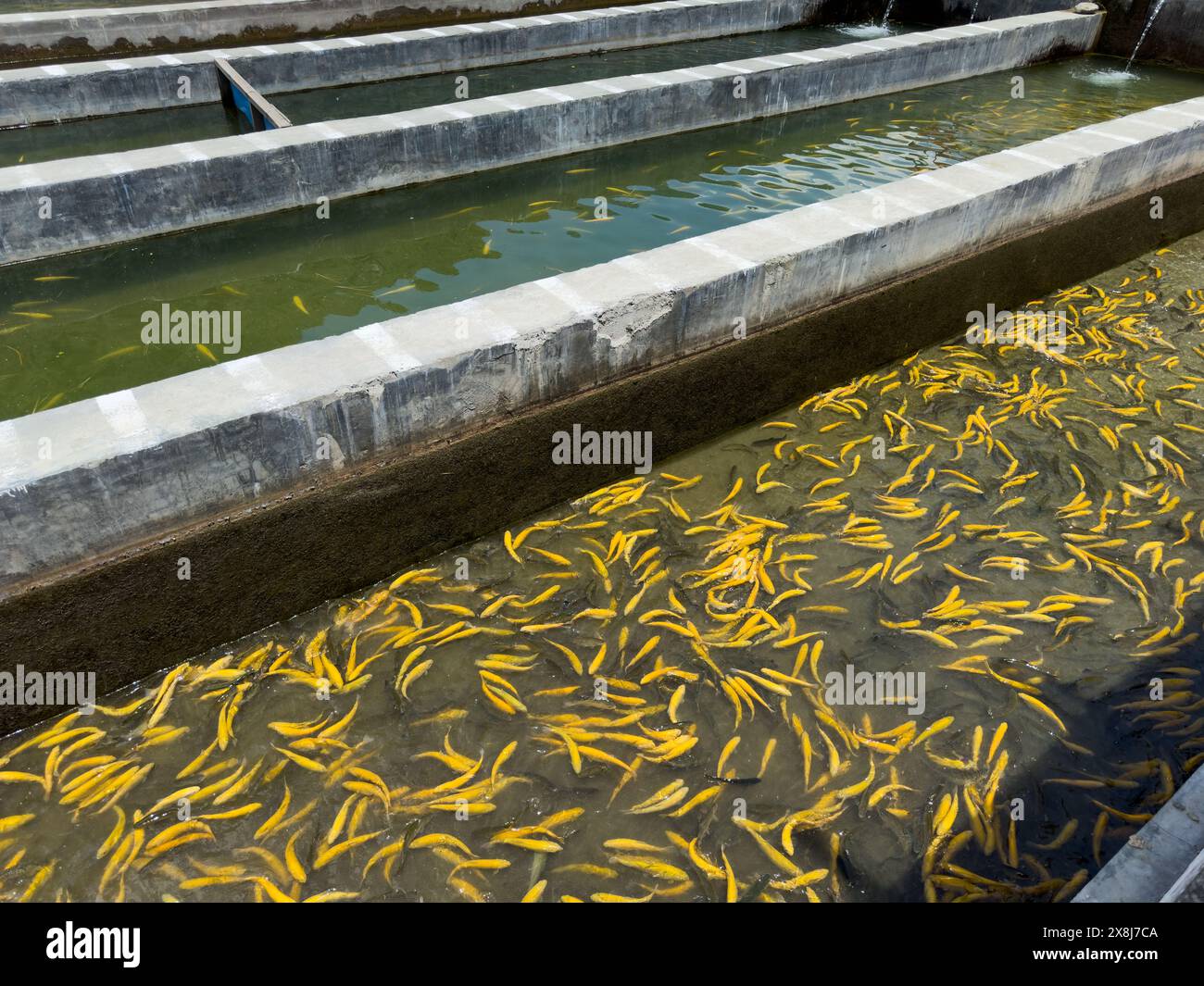 Trout farming in Madyan chail swat valley, Pakistan. Pond with yellow ...