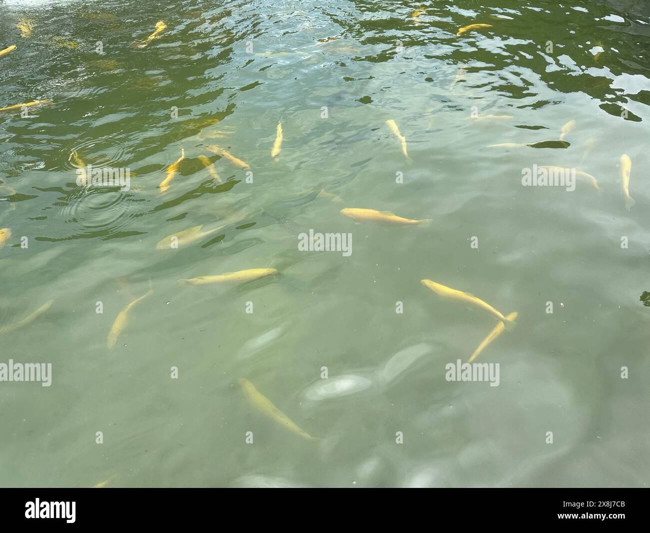 Golden trout fish floating on the water surface in the pond Stock Photo ...