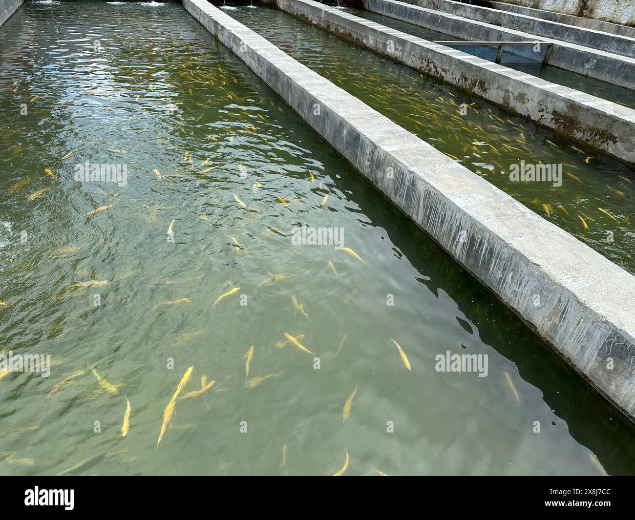 Close up of golden amber trout fish in an water tank. Breeding of trout ...