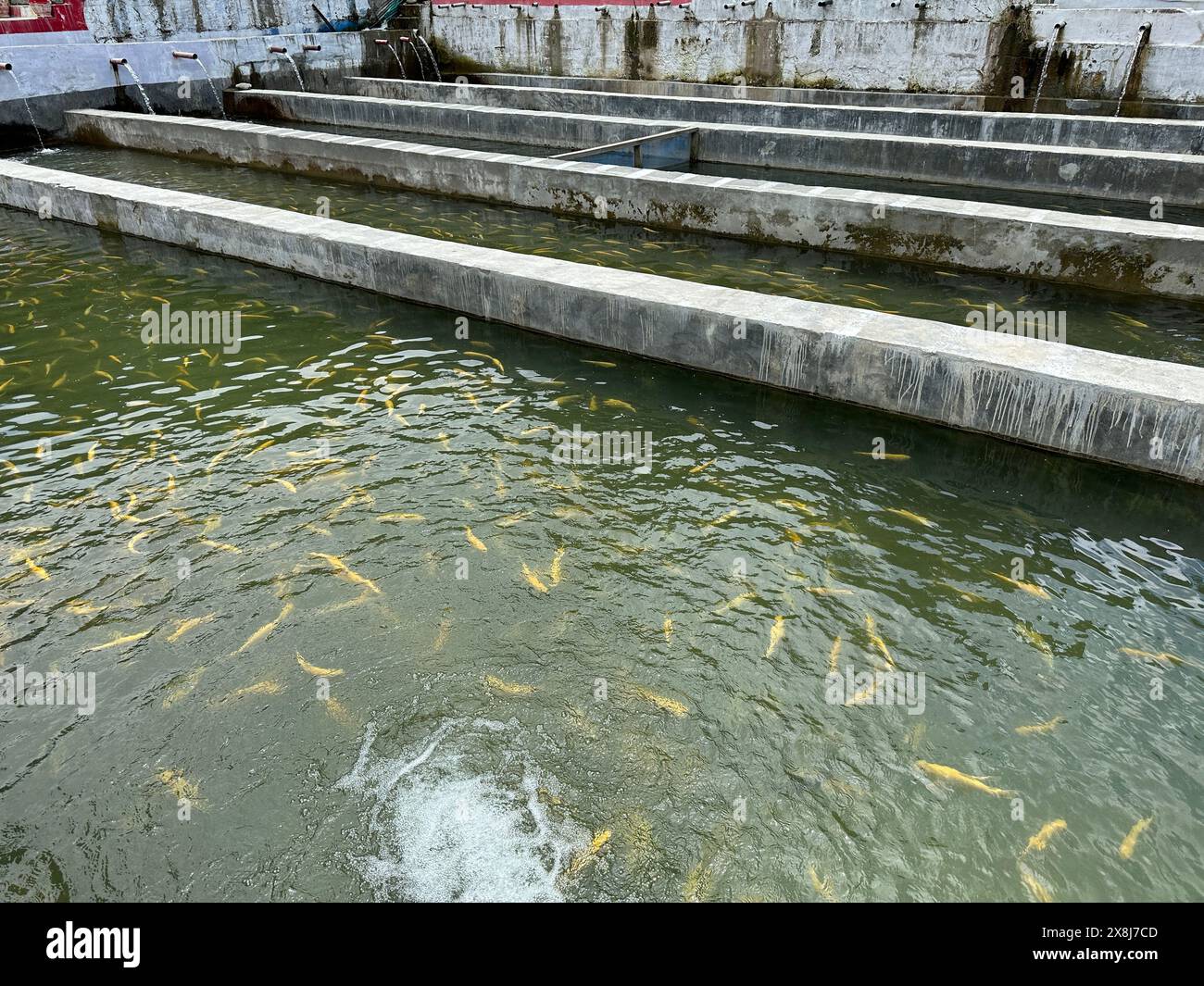 Breeding golden bright yellow color trout species in artificial ...