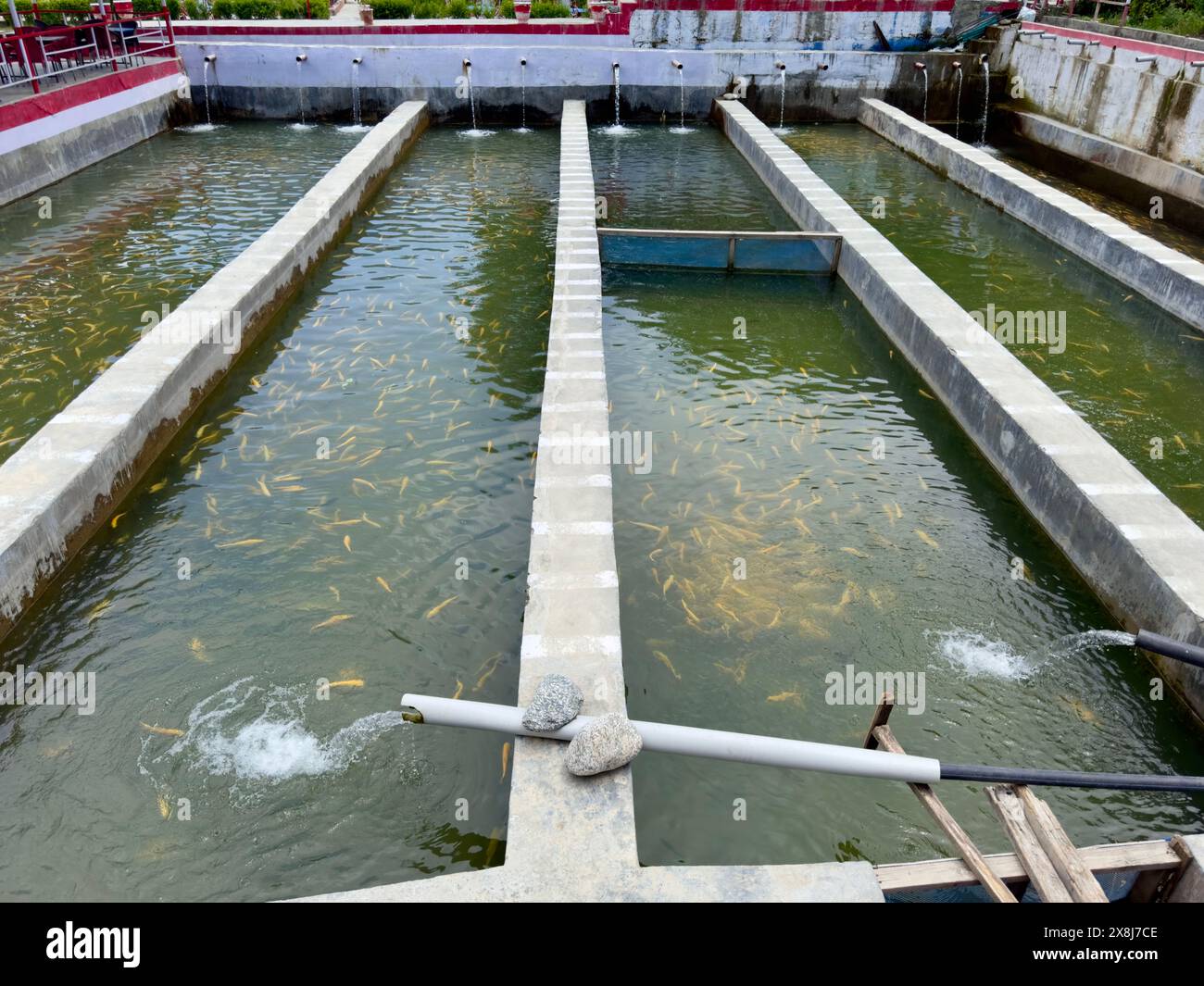 An artificial pond for trout farm and hatchery with a golden amber ...