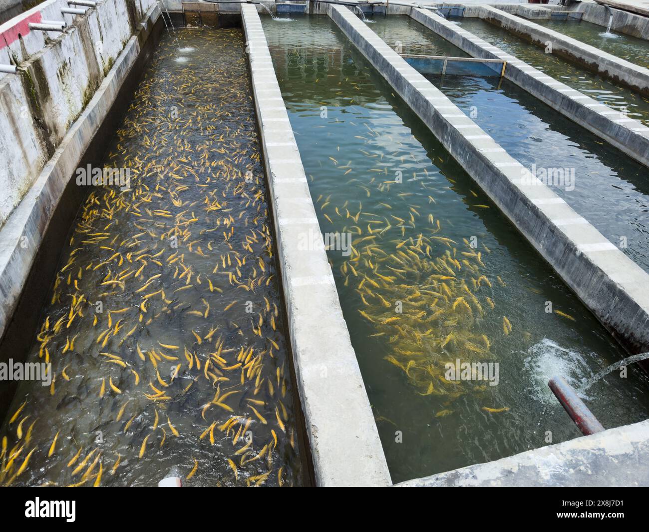 Golden trout fishes in water tank in a fish farm. Trout fish farming in ...