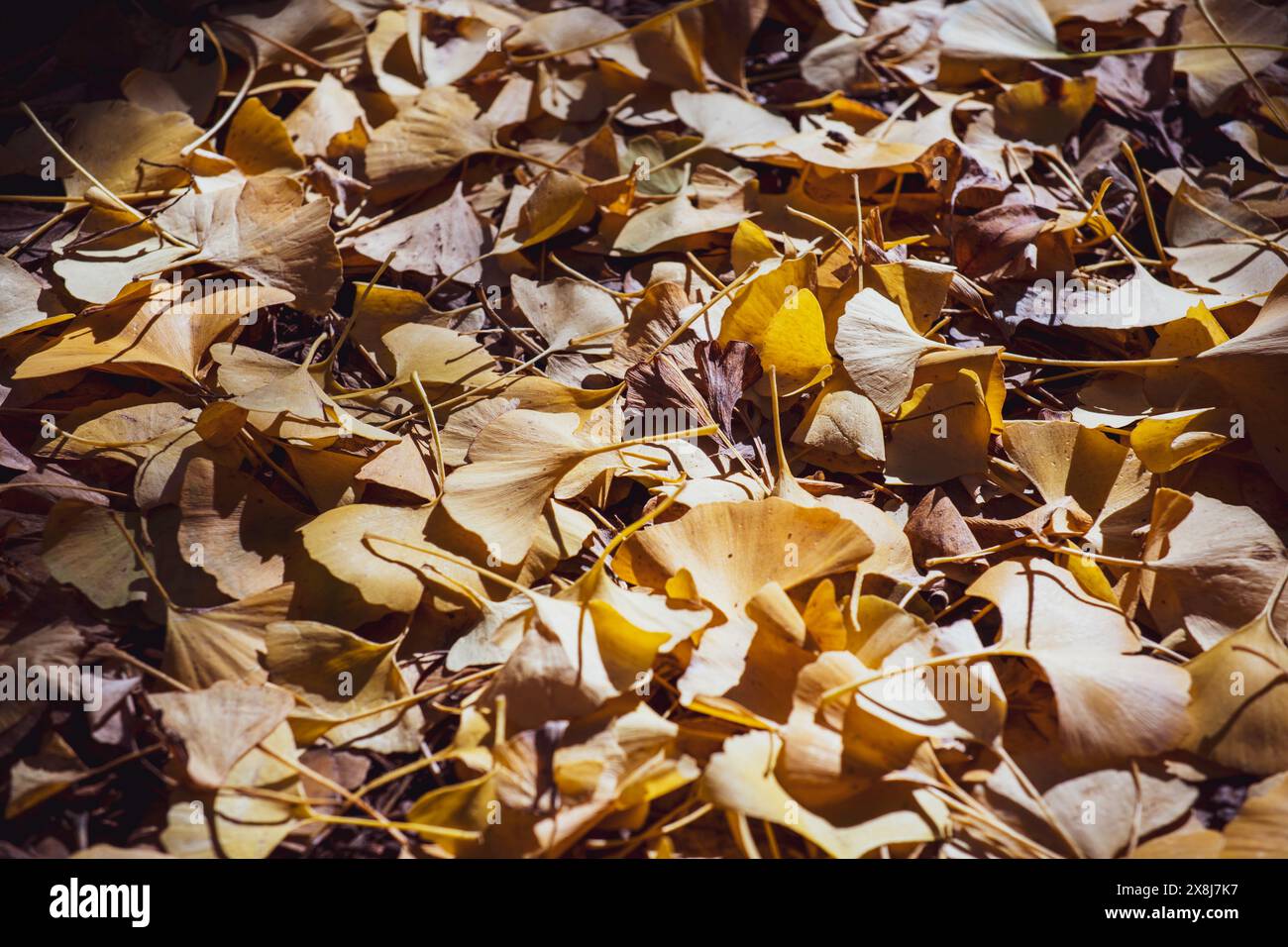 Autumn fall leaves foliage hi-res stock photography and images - Alamy