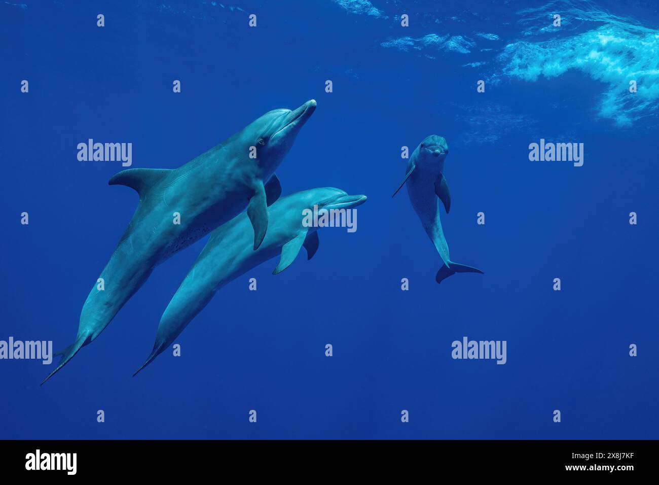 dolphins tursiop in the blue of Mayotte lagoon Indian Ocean Stock Photo ...