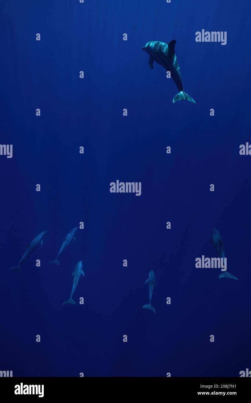 dolphins tursiop in the blue of Mayotte lagoon Indian Ocean Stock Photo ...