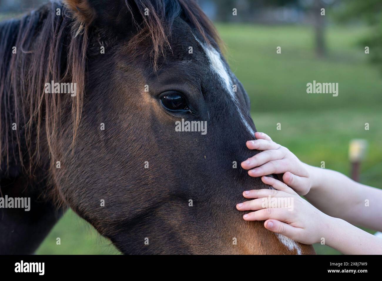 Close up of horse being patted by two children Stock Photo - Alamy