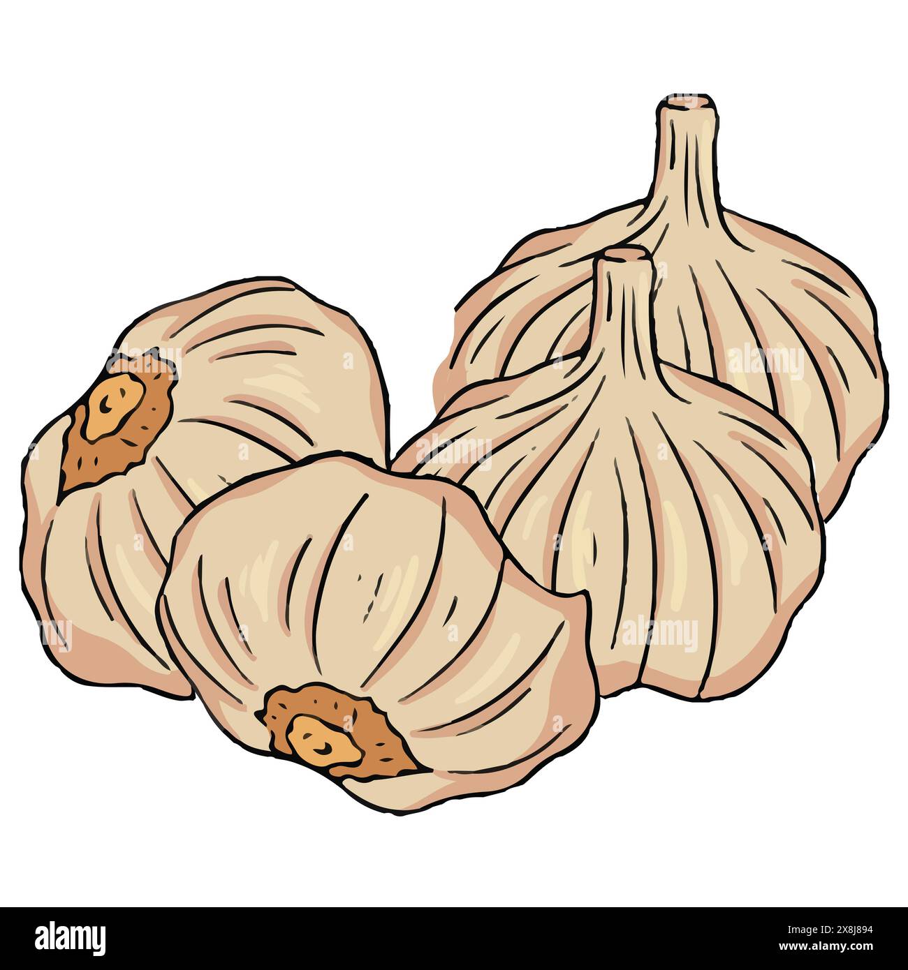 Garlic vector illustration. Garlic on a white background Stock Vector ...