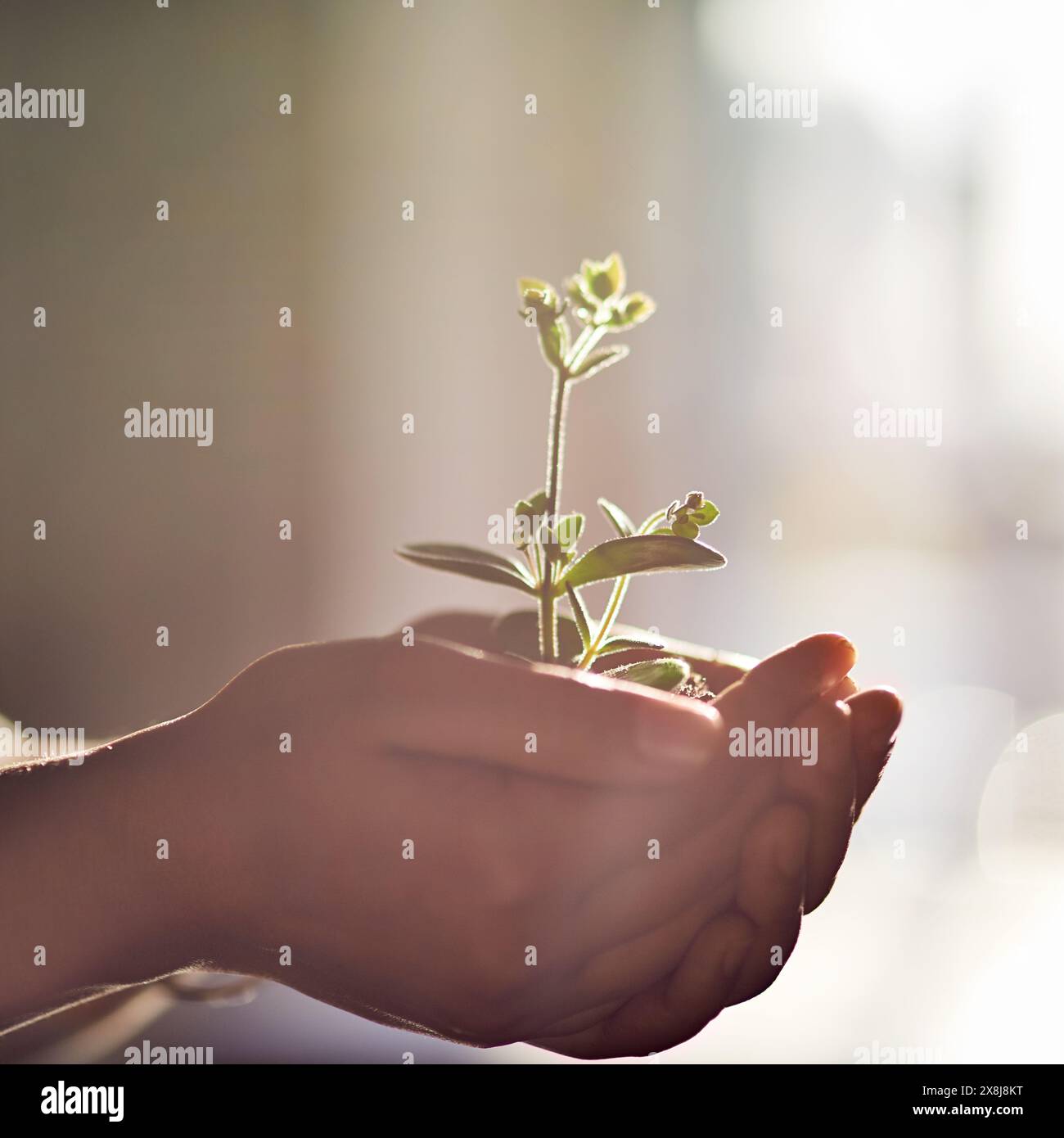 Sustainability, hands and seedling for planting, growth and development ...