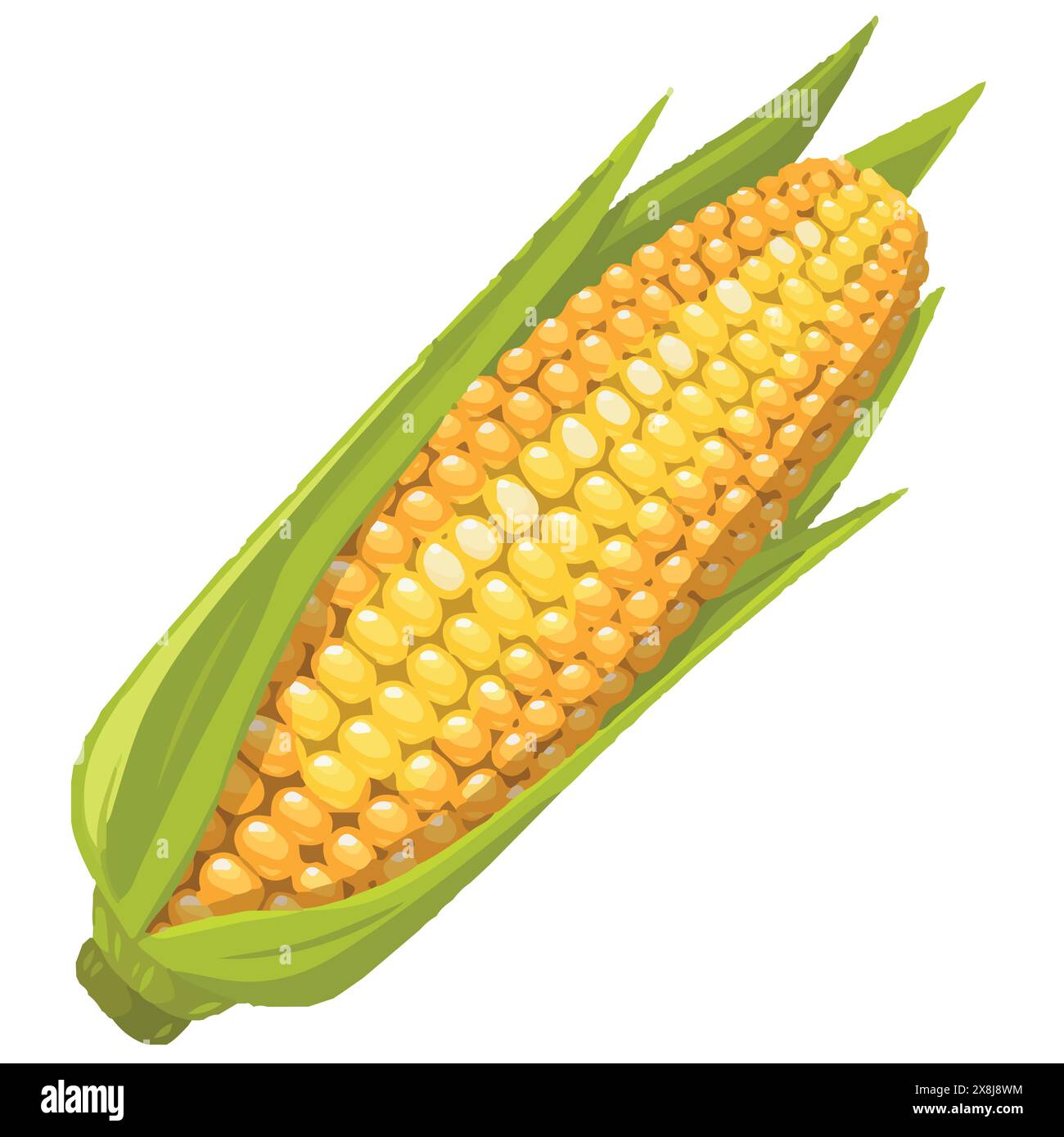 White maize corn Stock Vector Images - Alamy