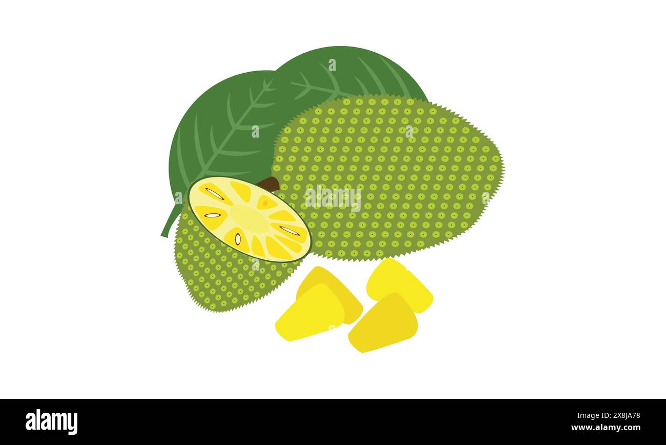Jackfruit tree illustration hi-res stock photography and images - Alamy