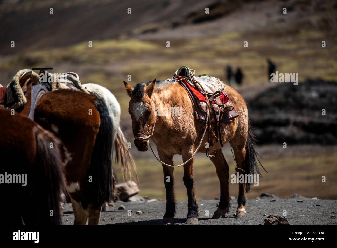 Brave inca horse hi-res stock photography and images - Alamy