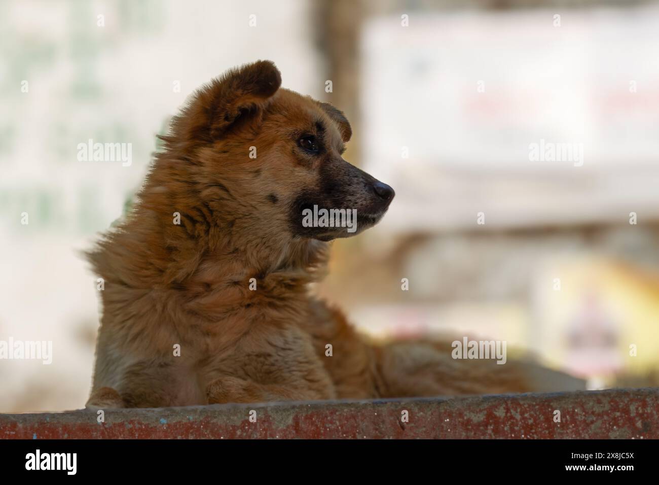 Local Stray Dogs Having Fur Sitting On Ground Infront Of Himalayan ...