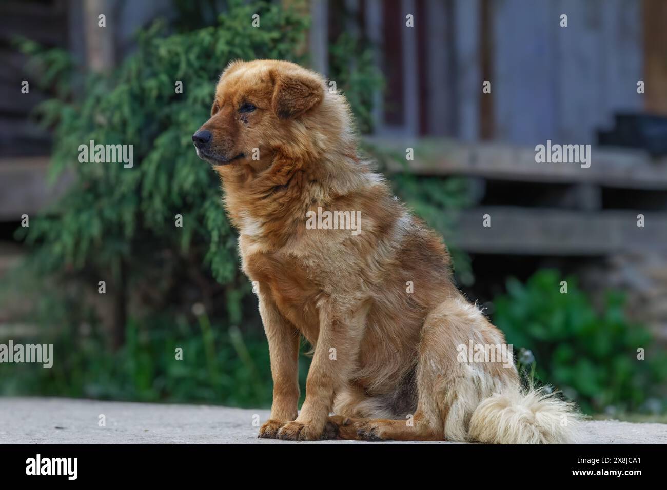 Local Stray Dogs Having Fur Sitting On Ground Infront Of Himalayan ...