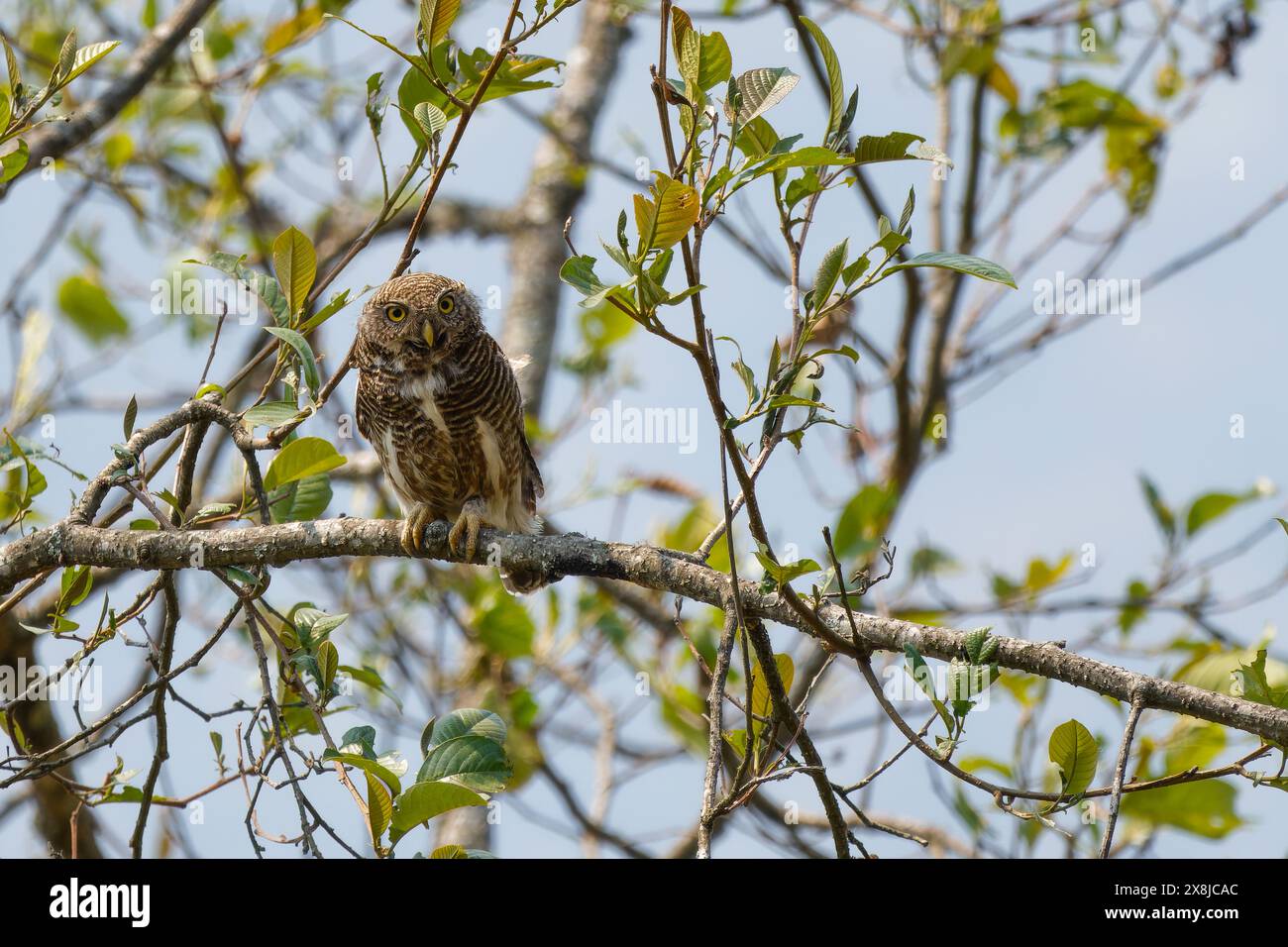 The Asian barred owlet is a species of true owl, resident in northern ...