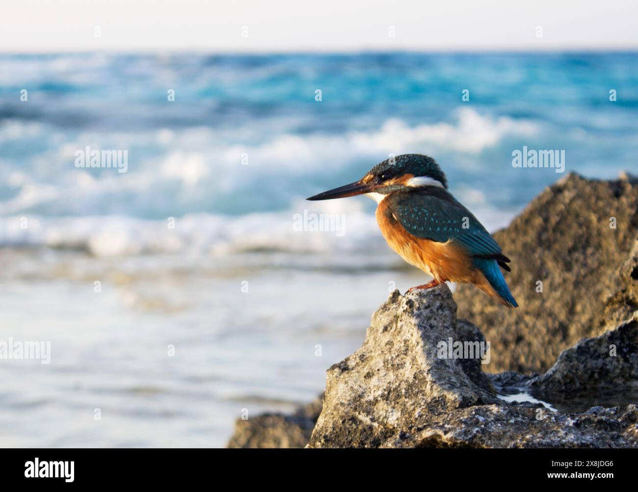 Common Kingfisher standing on Sea Rock at North Coast, Mersa Matruh ...