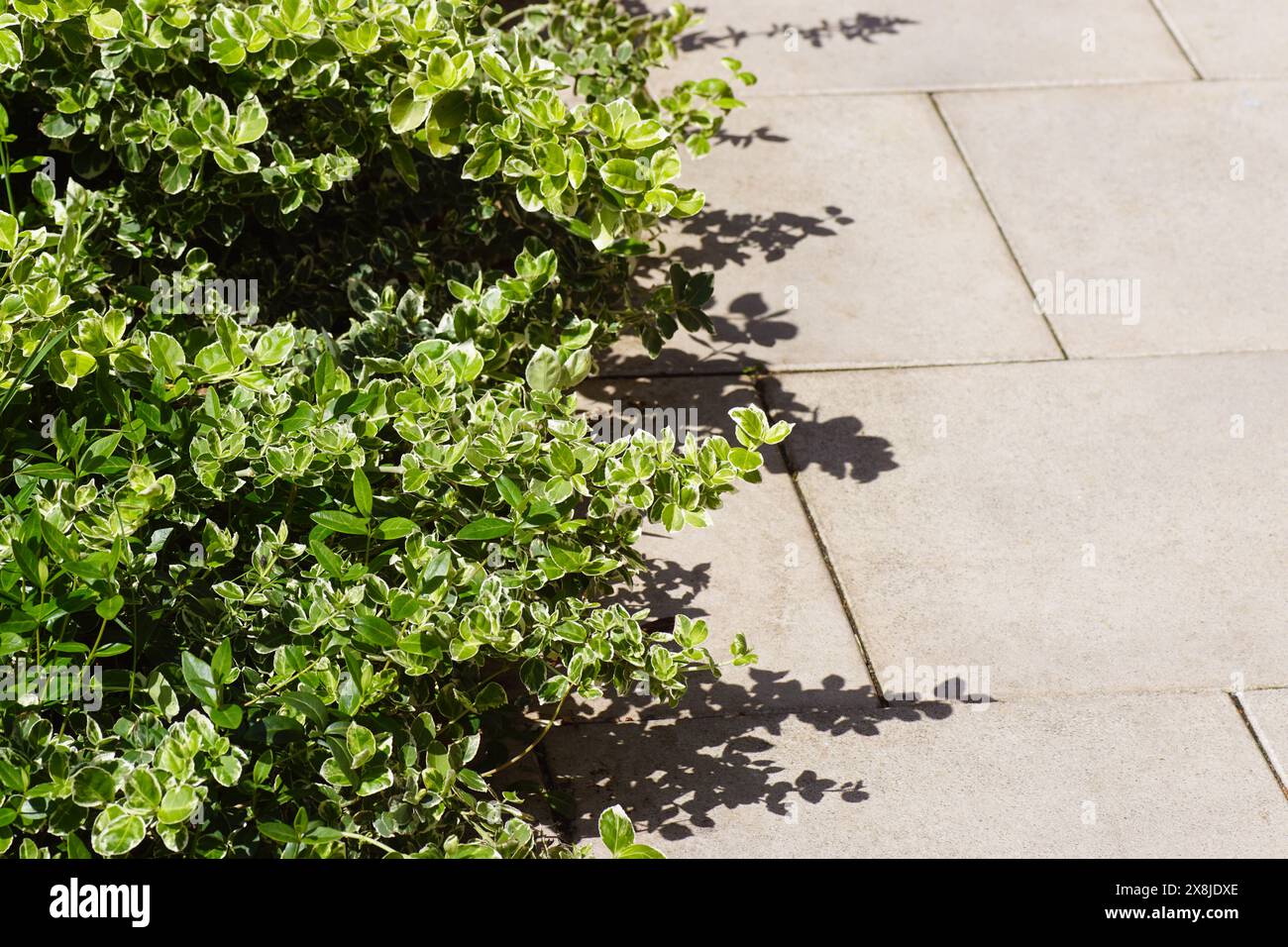 Euonymus fortunei, the spindle, Fortune's spindle, winter creeper with ...