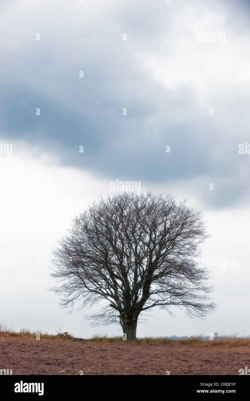 Oak tree, countryside and overcast with dark landscape for recycle ...