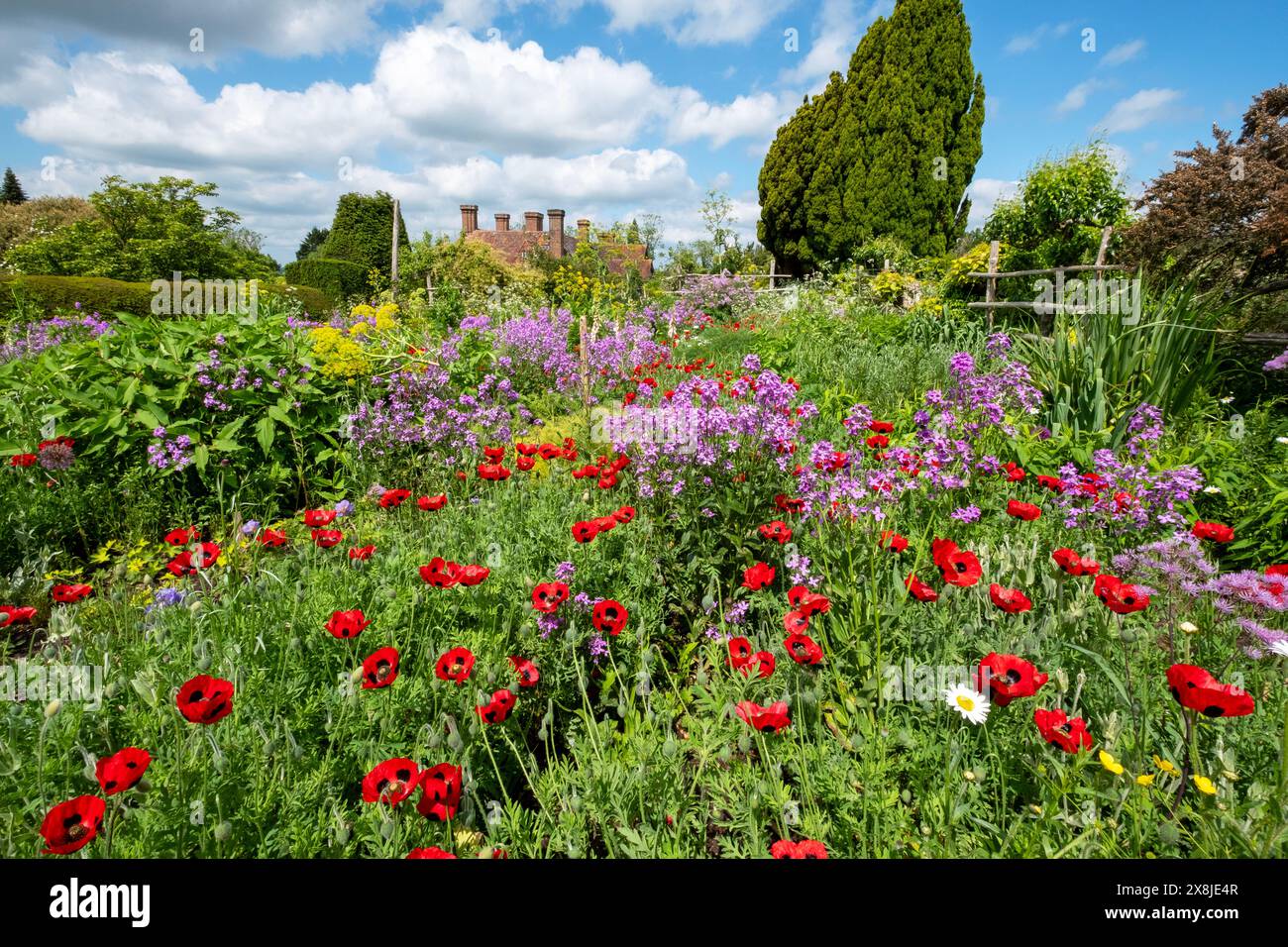 Poppies in densely planted Great Dixter gardens, East Sussex, UK Stock ...