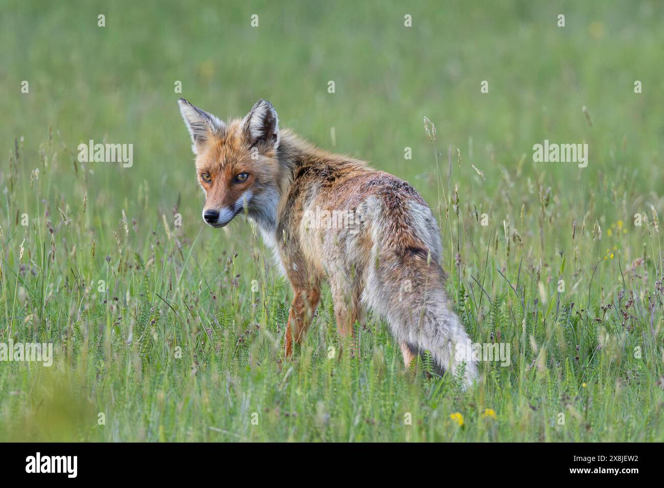 curious fox looking towards the camera (Vulpes vulpes), animal ...
