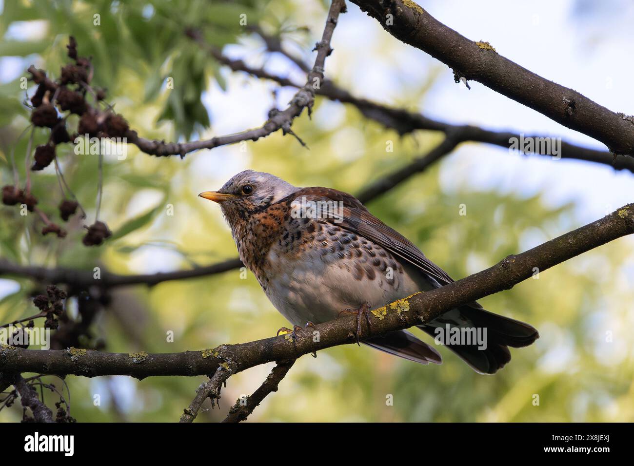 Male fieldfare hi-res stock photography and images - Alamy