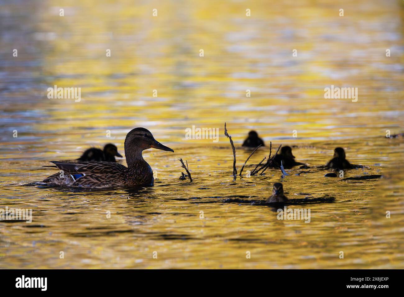 mallard family in sunset orange light, hen with ducklings on pond (Anas ...