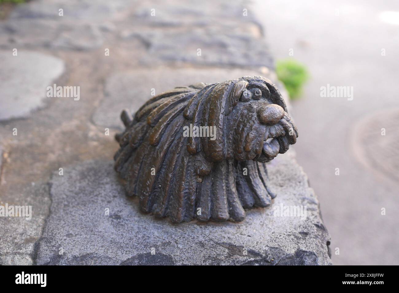Hungarian puli dog hi-res stock photography and images - Alamy