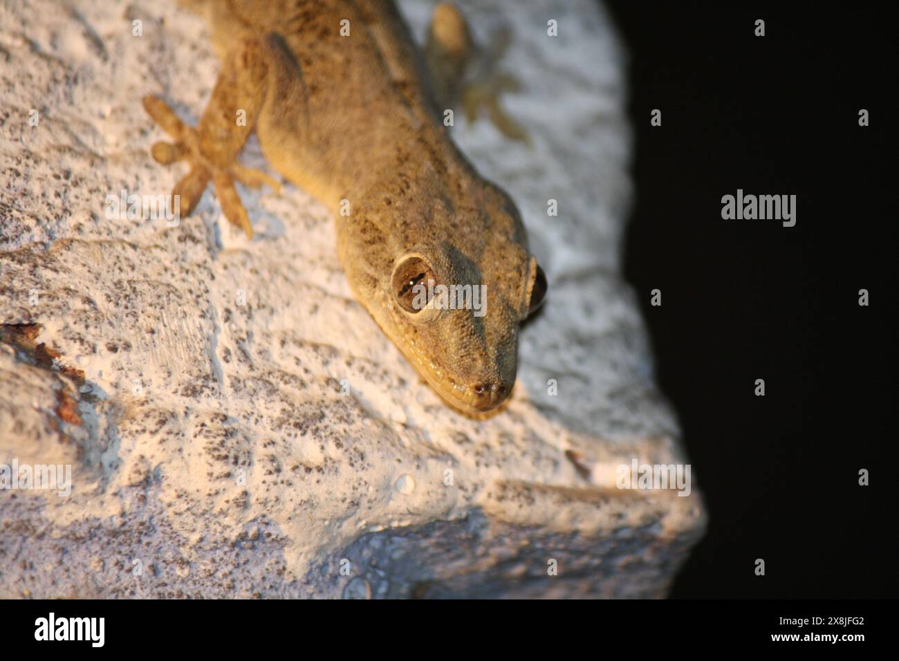 Closeup of head of Common house gecko (Hemidactylus frenatus) : (pix ...