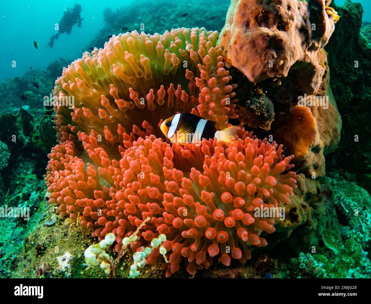 A clark's anemonefish on the reef at Banda Neira, Indonesia Stock Photo ...