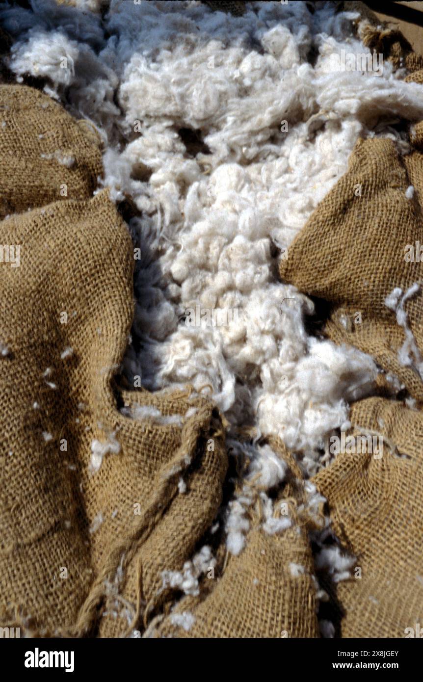 Hessian sack of cotton, harvest in Gezira, Sudan (north Stock Photo - Alamy