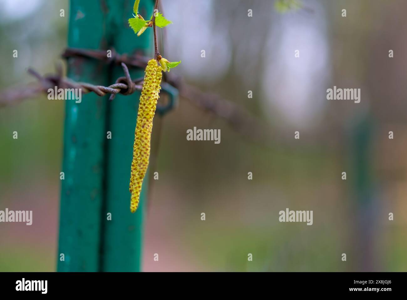 A close-up of a green plant stem with young leaves sprouting ...