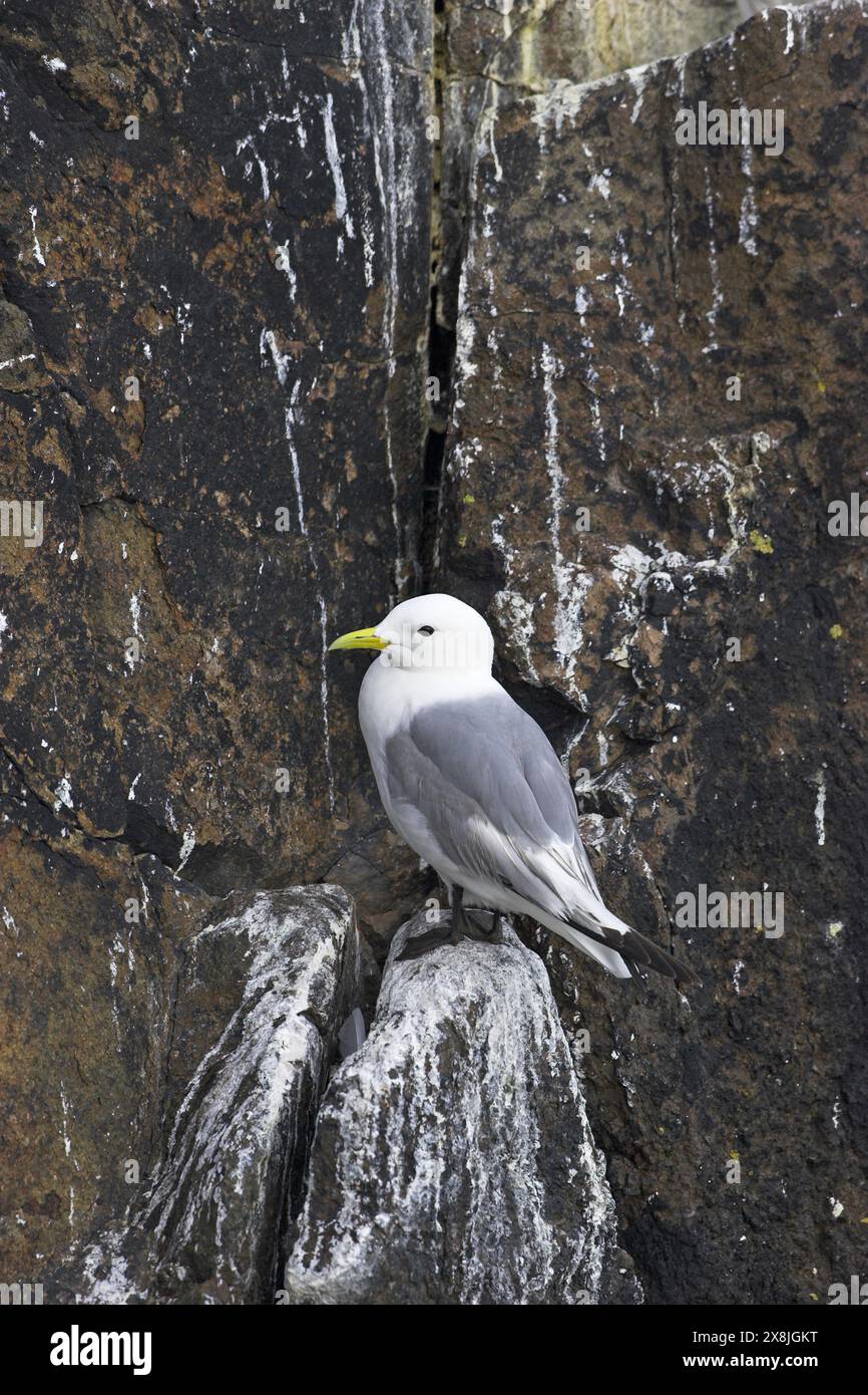 Black-legged kittiwake Rissa tridactyla Isle of May Firth of Forth ...