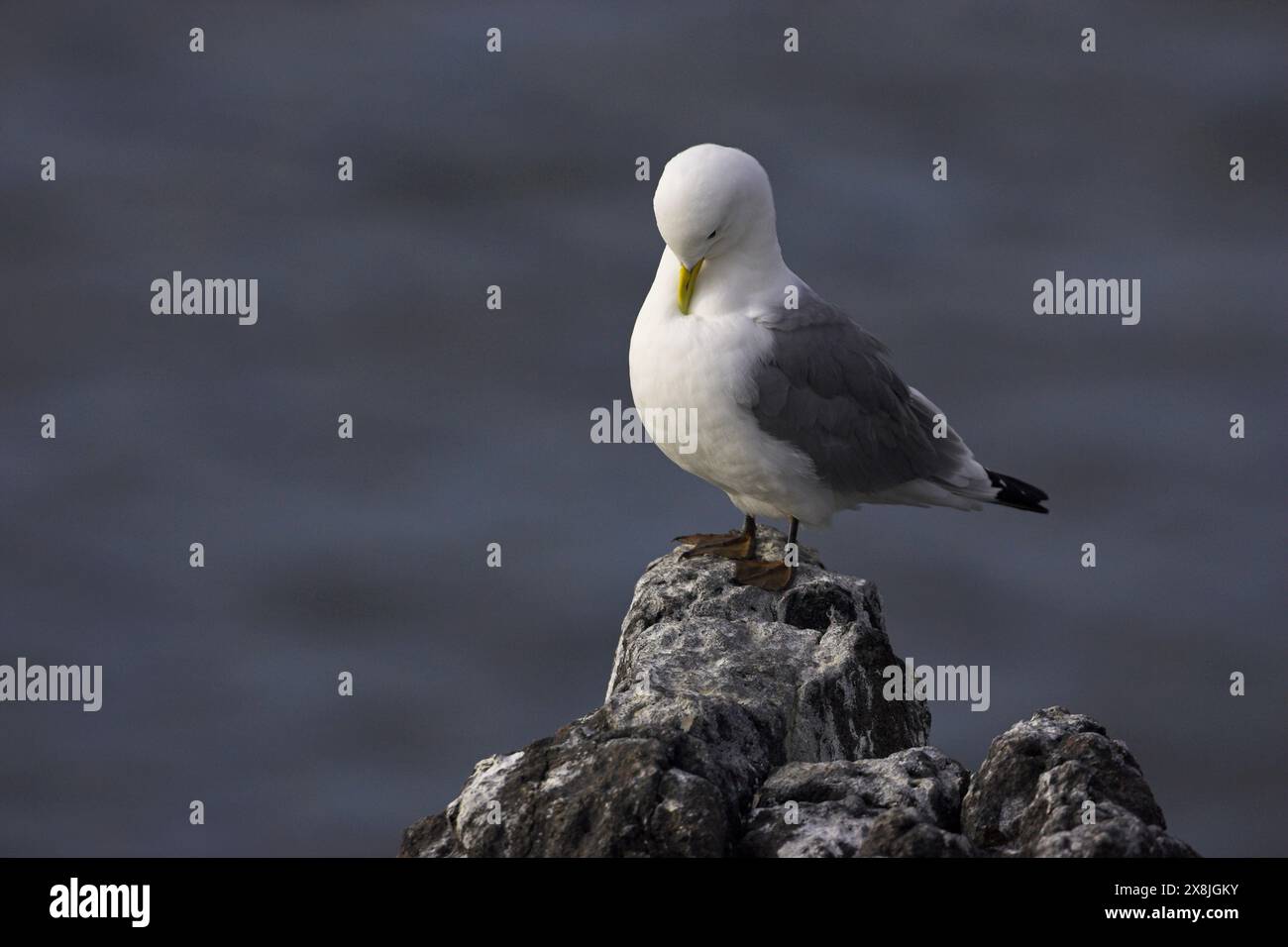Black-legged kittiwake Rissa tridactyla Isle of May Firth of Forth ...