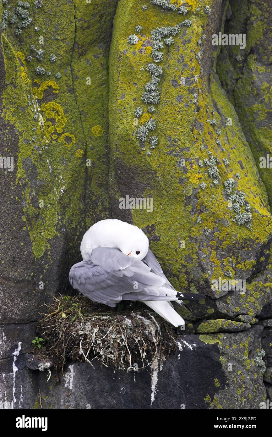 Black-legged kittiwake Rissa tridactyla Isle of May Firth of Forth ...