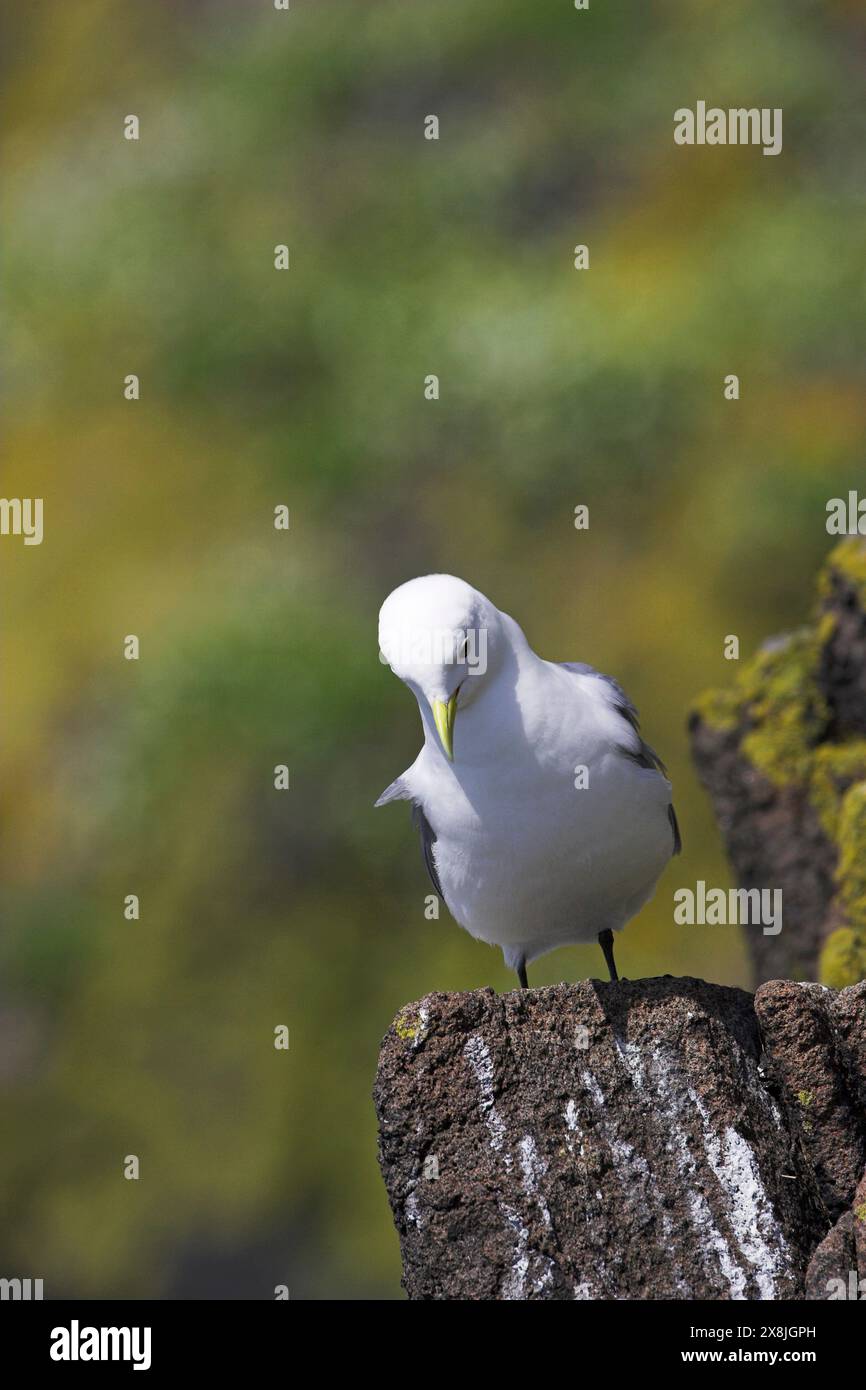 Black-legged kittiwake Rissa tridactyla Isle of May Firth of Forth ...